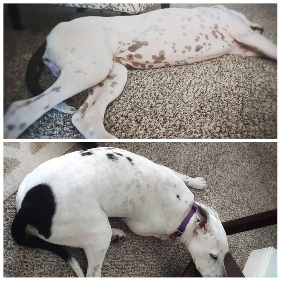 Dog DNA Testing - Results For Puddles - Barx Parx