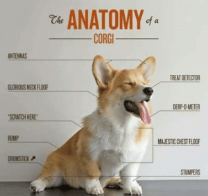Corgi Breed Information, Characteristics and Facts