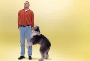 Why does my dog hump my leg? - Barx Parx