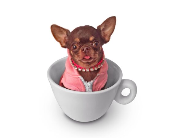 10 fun facts about dogs. Ever wonder how tall, small or old dogs get?