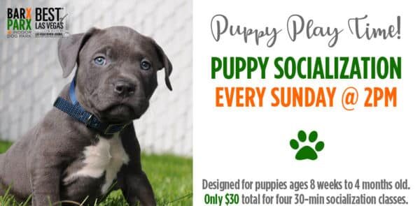 Puppy Socialization