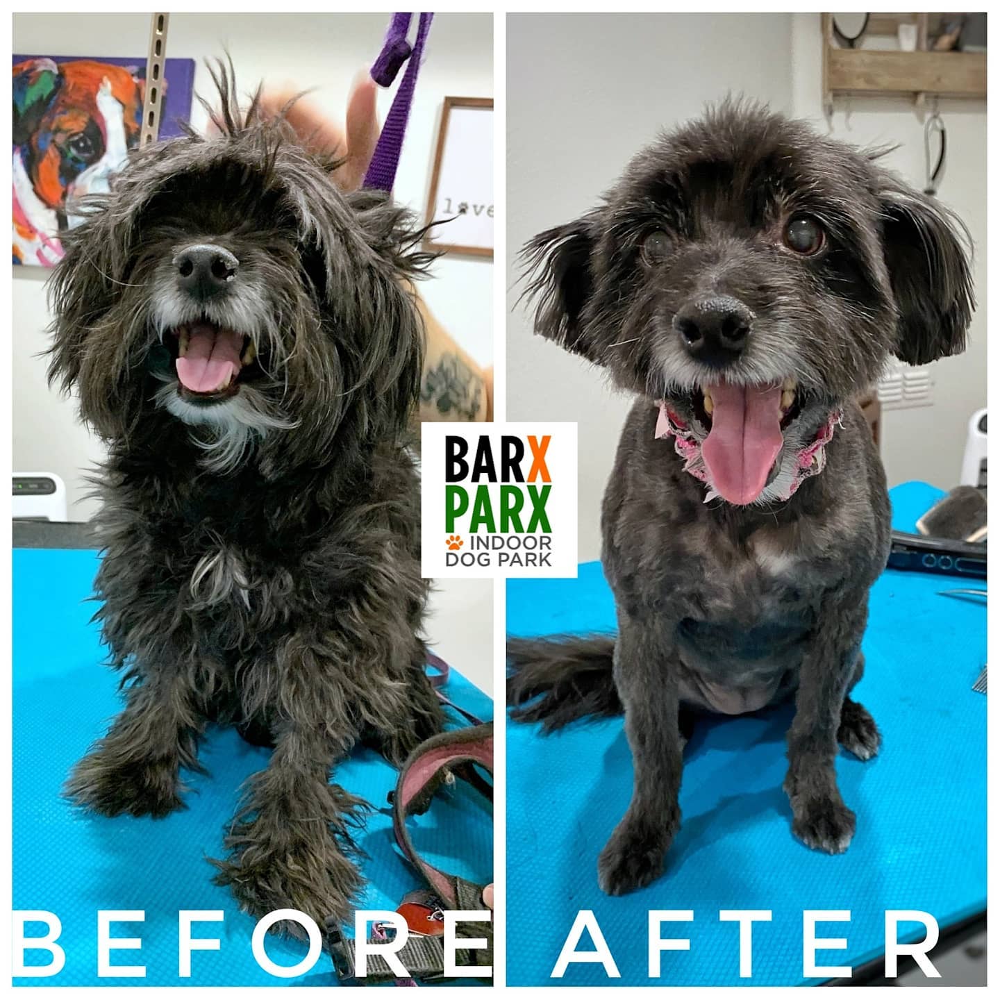 Grooming Before & Afters - Barx Parx