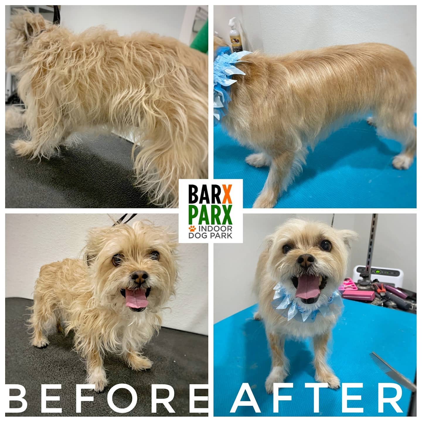 Grooming Before & Afters - Barx Parx