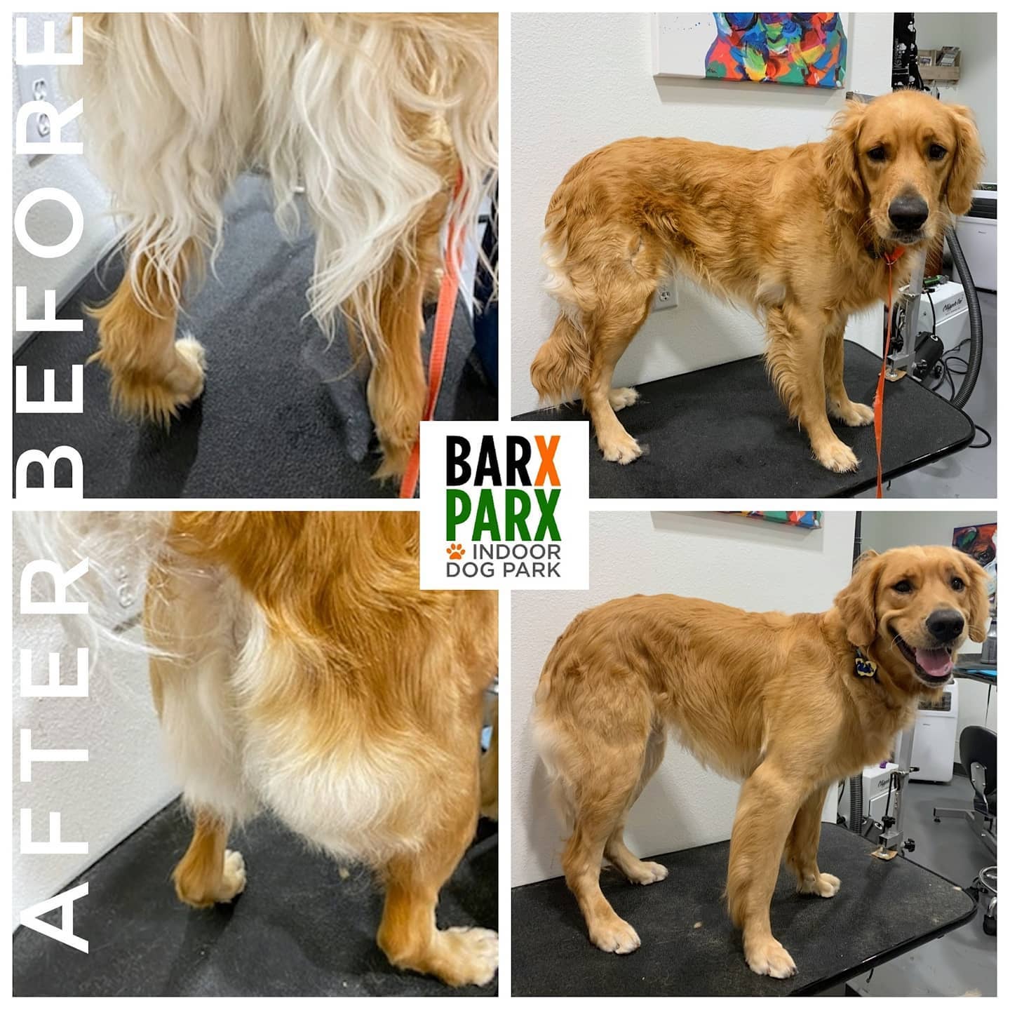 Grooming Before & Afters - Barx Parx