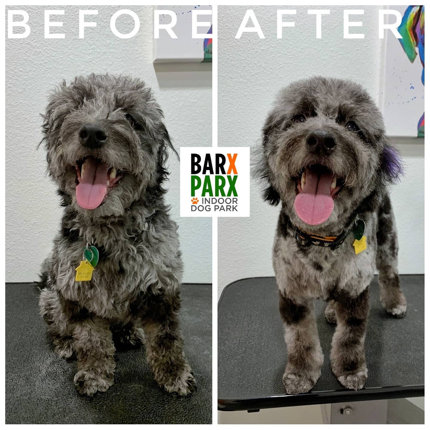Grooming Before & Afters - Barx Parx