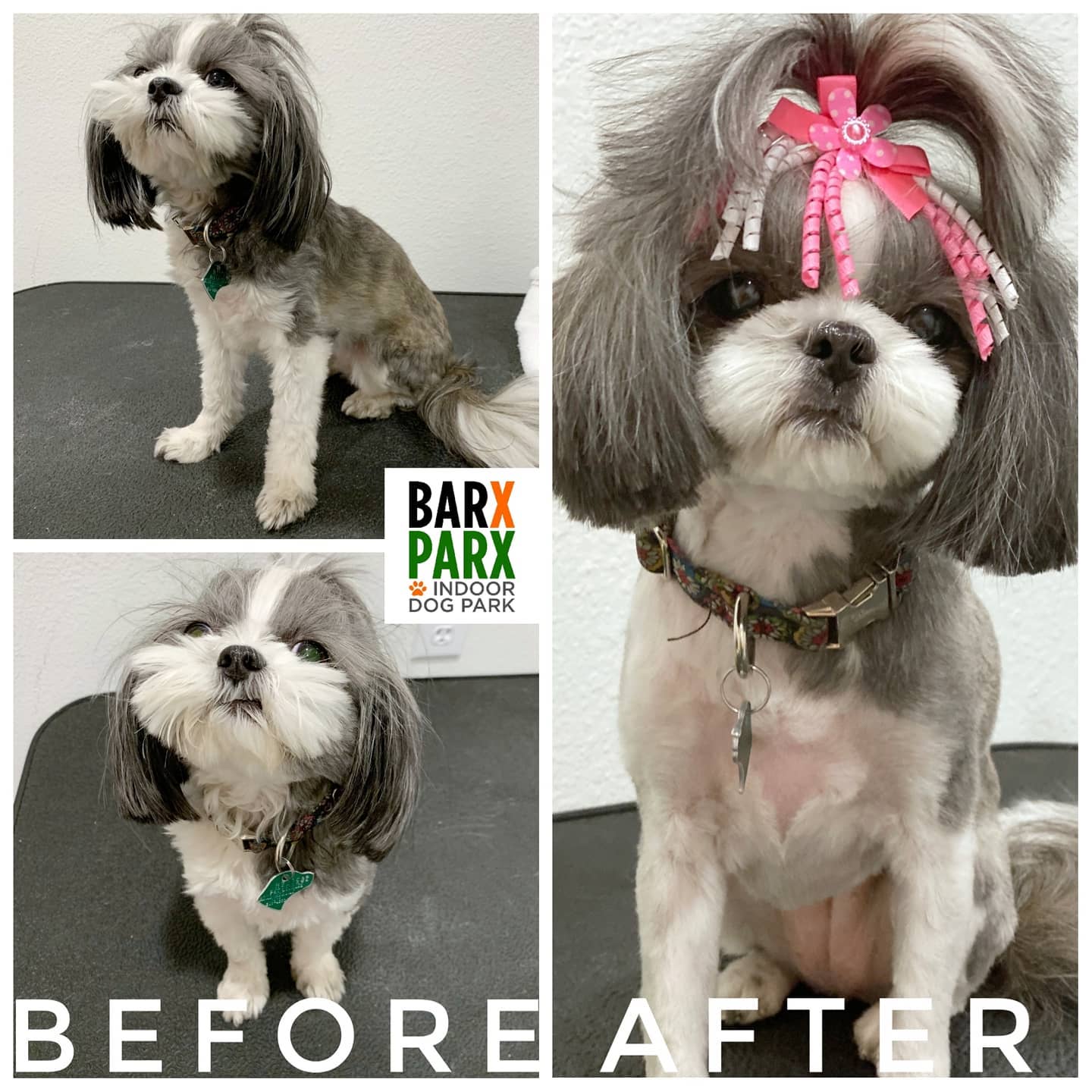 Grooming Before & Afters - Barx Parx