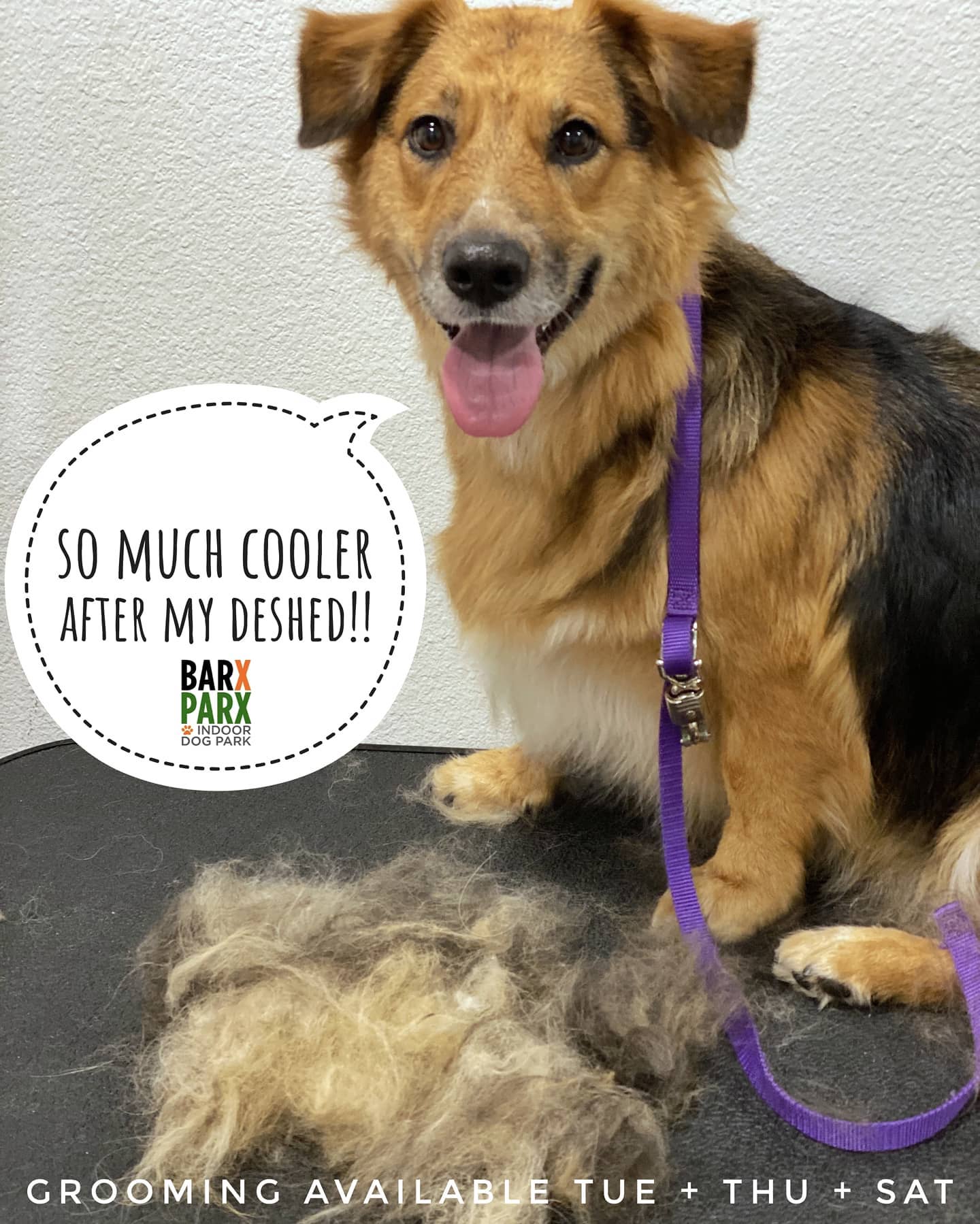 Grooming Before & Afters - Barx Parx