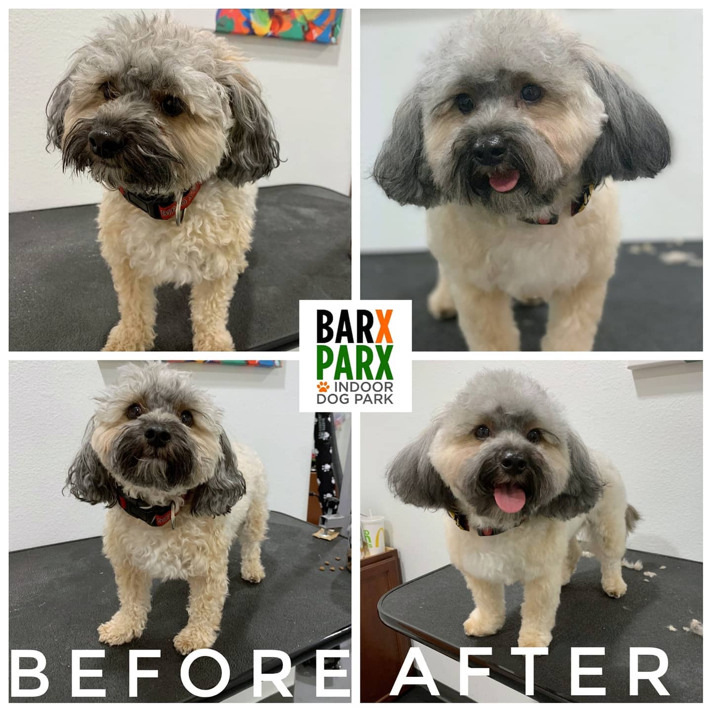 Grooming Before & Afters