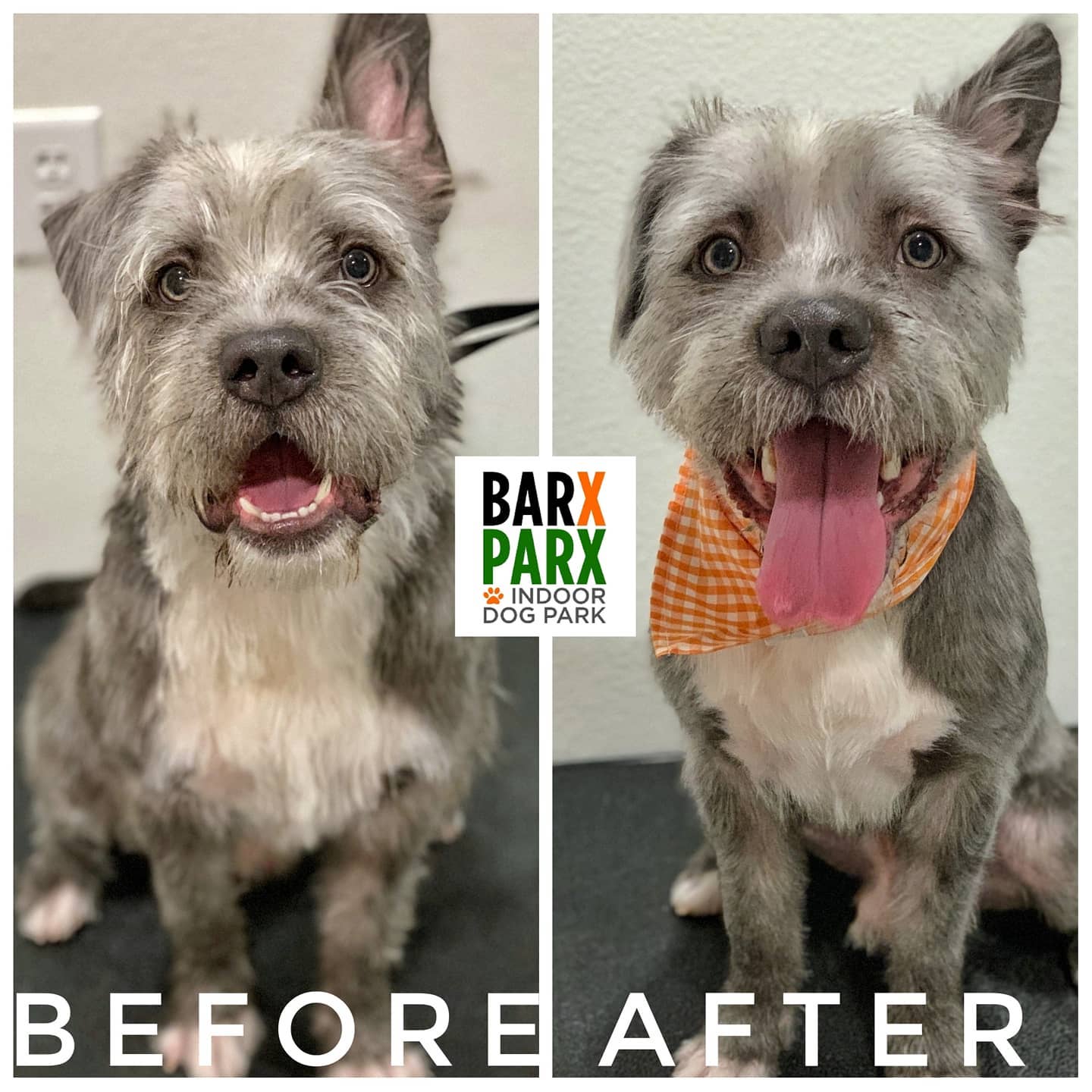 Grooming Before & Afters