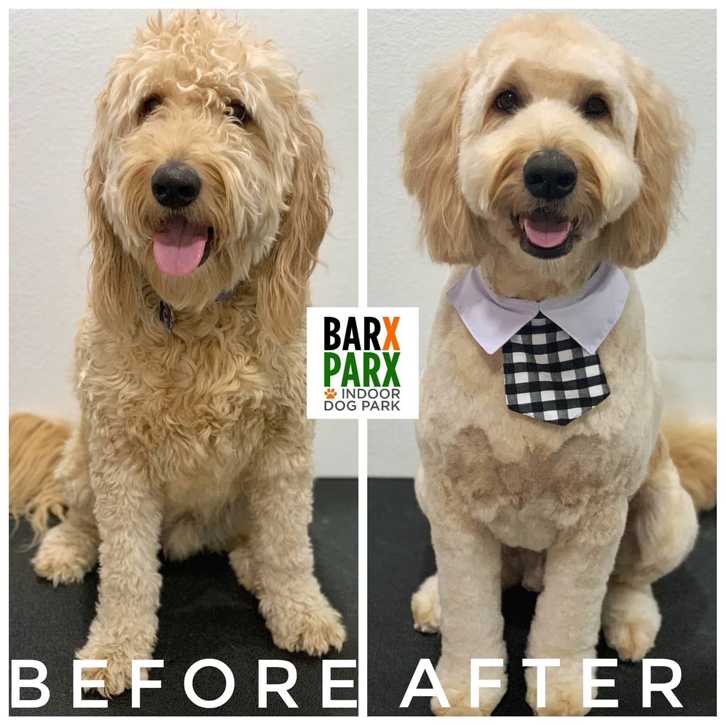 Grooming Before & Afters - Barx Parx