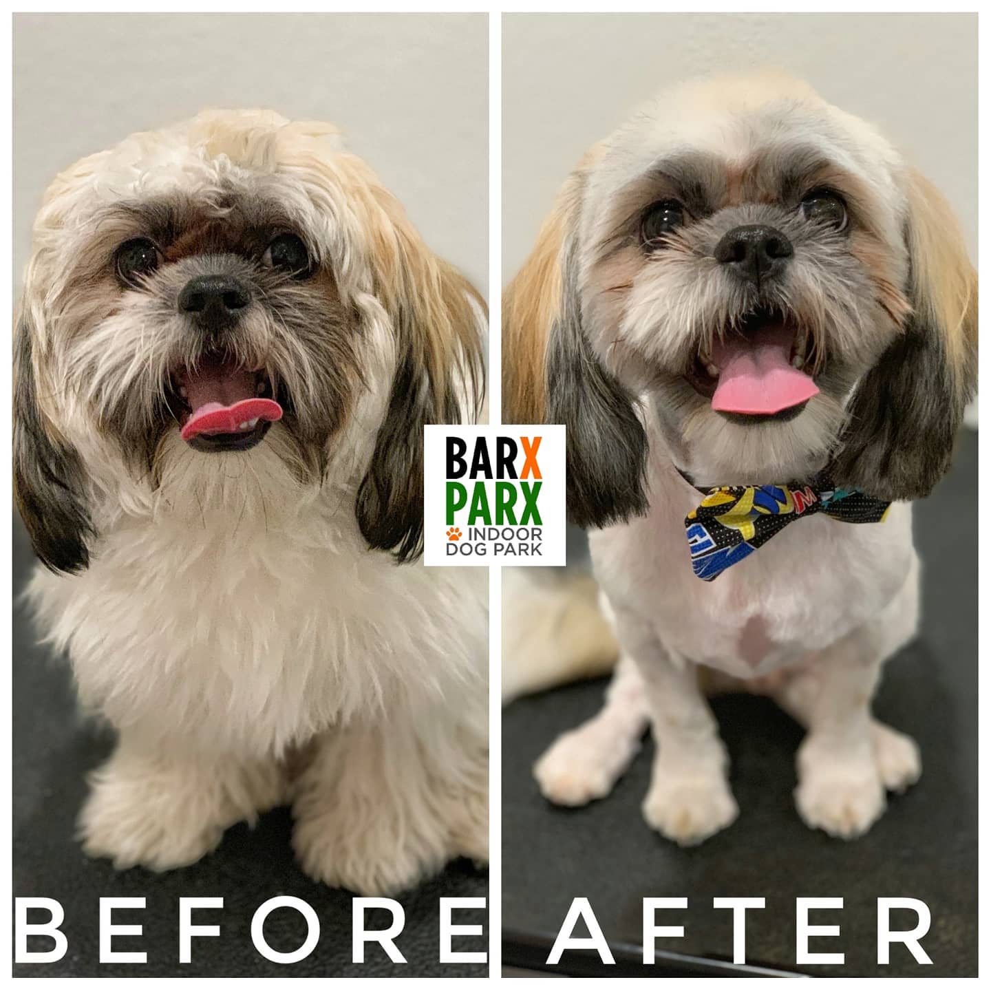 Grooming Before & Afters - Barx Parx