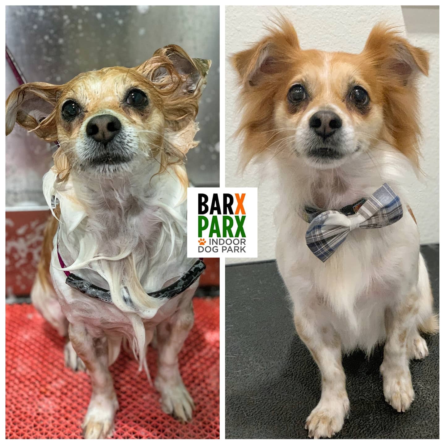 Grooming Before & Afters - Barx Parx