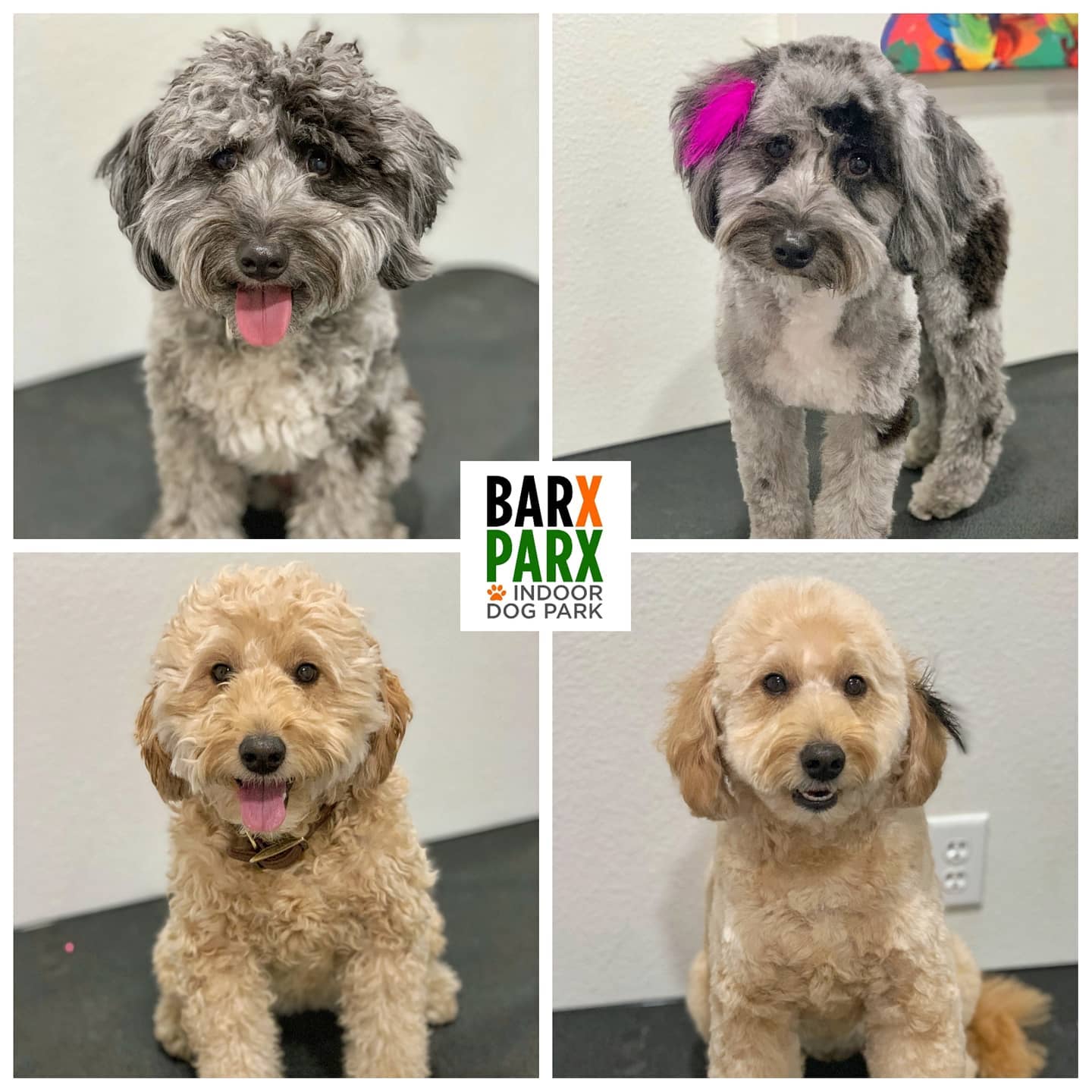 Grooming Before & Afters - Barx Parx