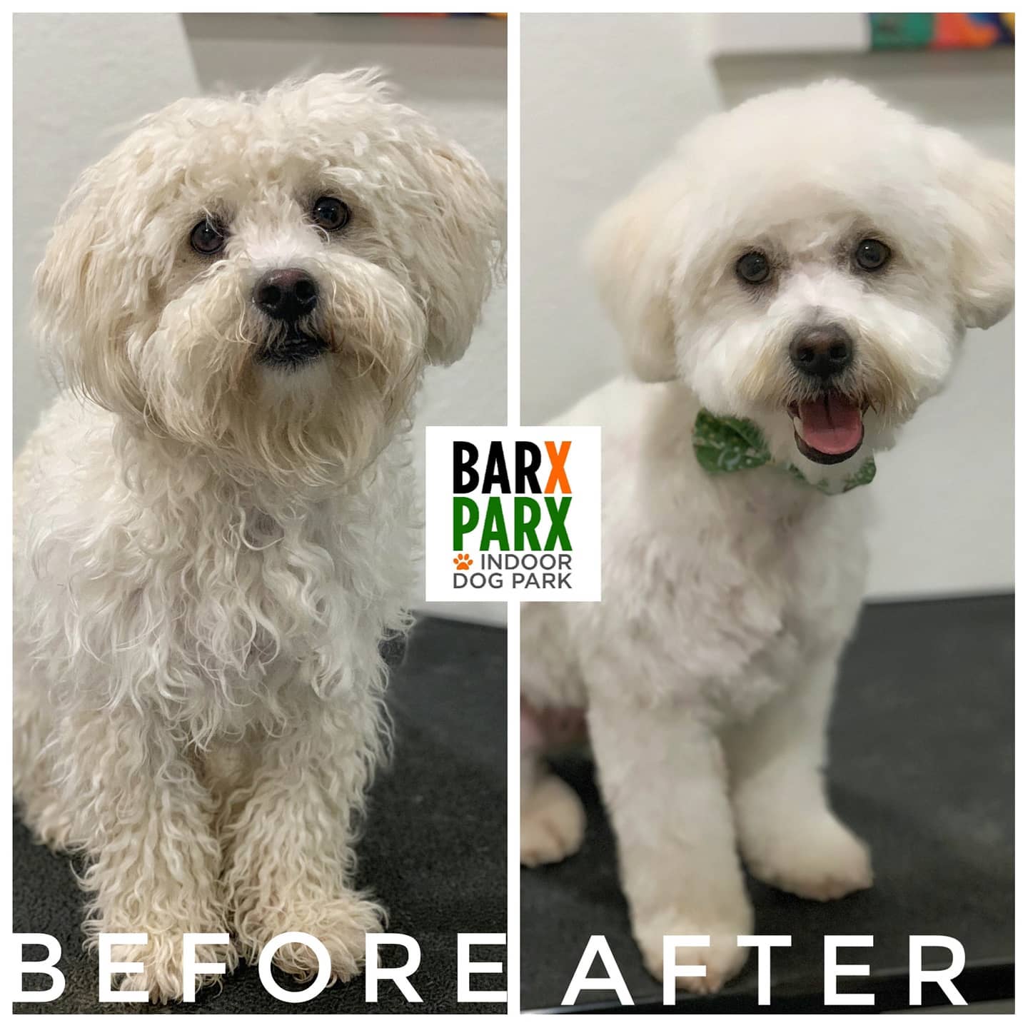 Grooming Before & Afters - Barx Parx