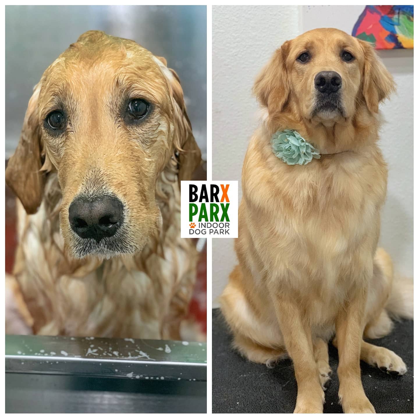 Grooming Before & Afters - Barx Parx