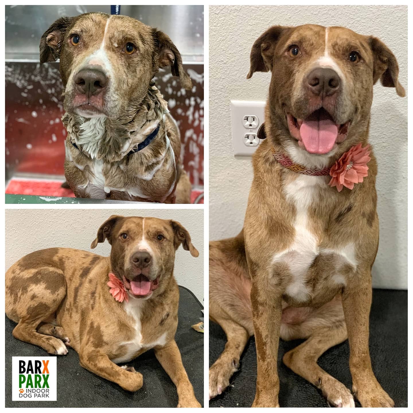 Grooming Before & Afters - Barx Parx