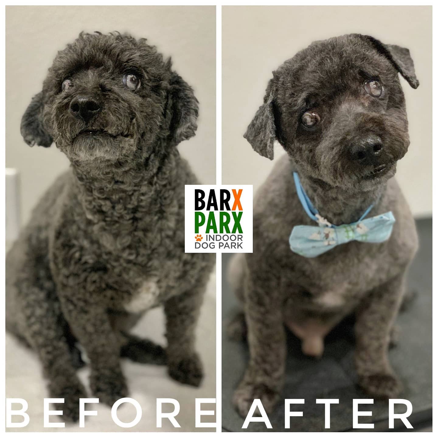 Grooming Before & Afters - Barx Parx