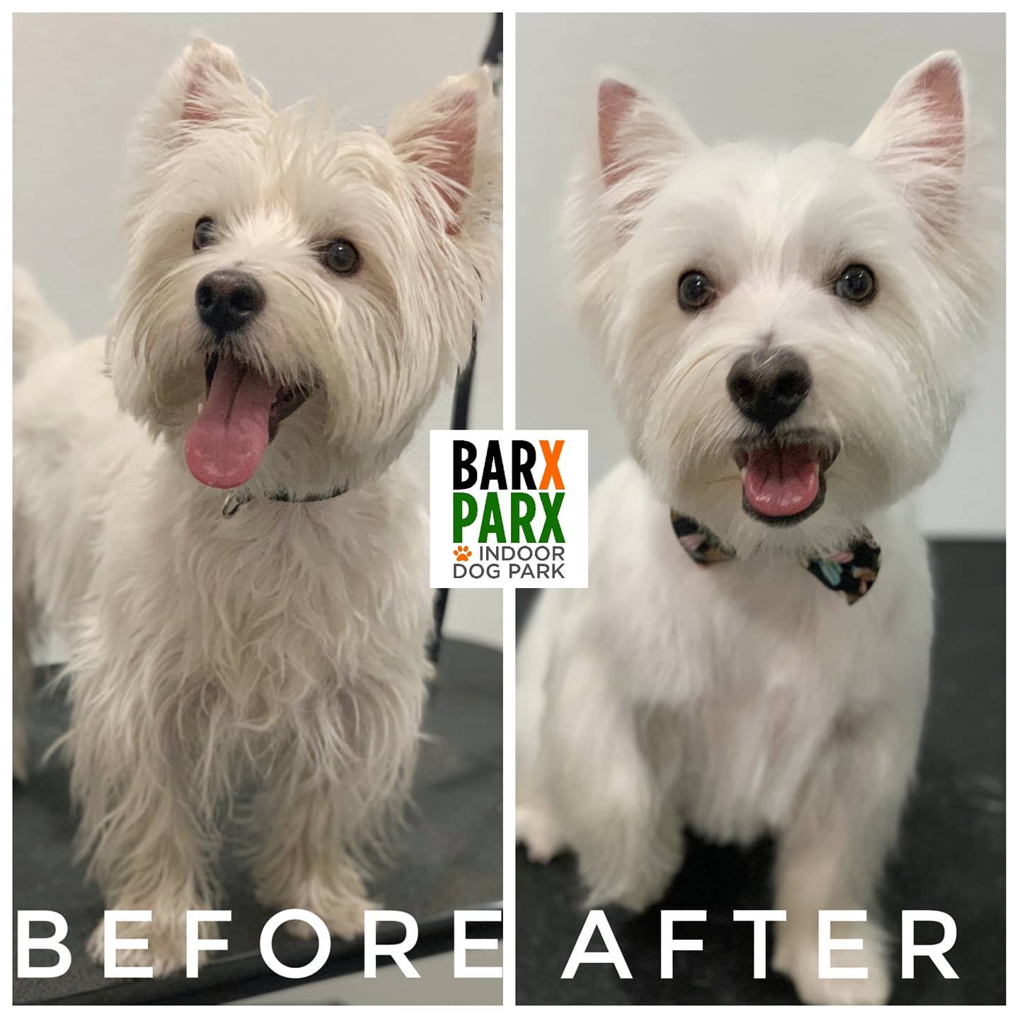 Grooming Before & Afters - Barx Parx