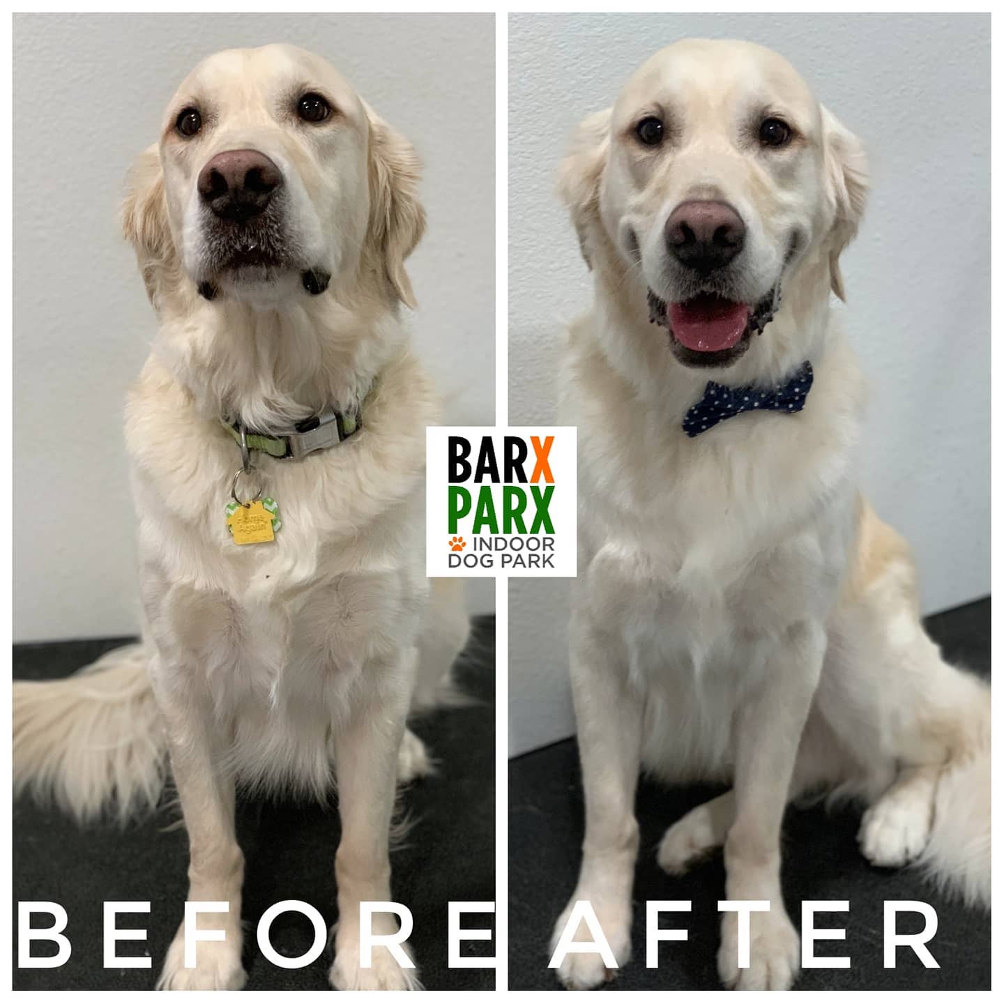 Grooming Before & Afters - Barx Parx