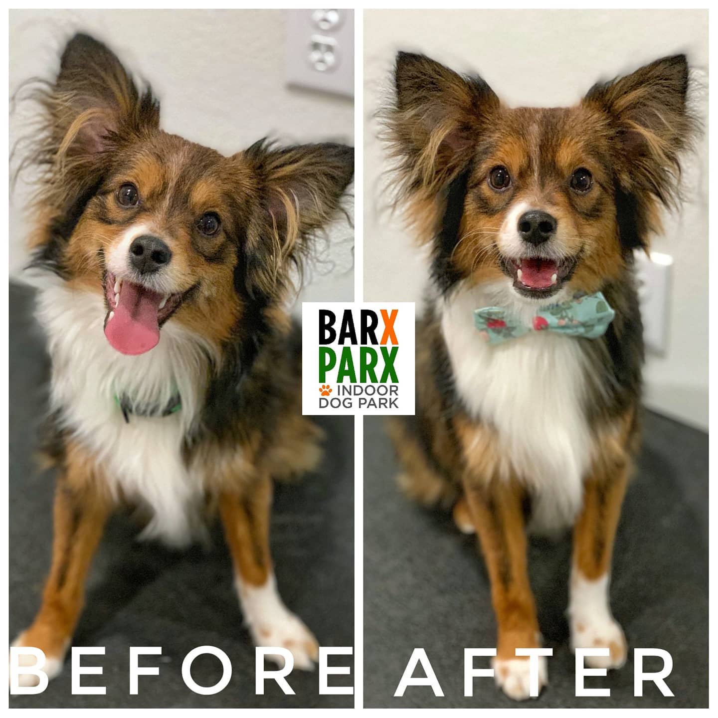 Grooming Before & Afters - Barx Parx