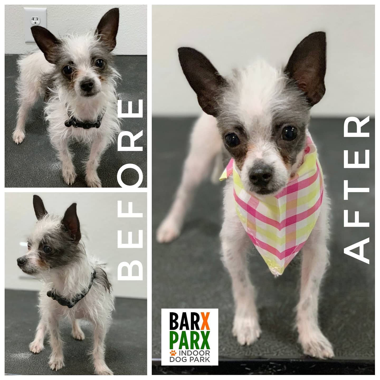 Grooming Before & Afters - Barx Parx
