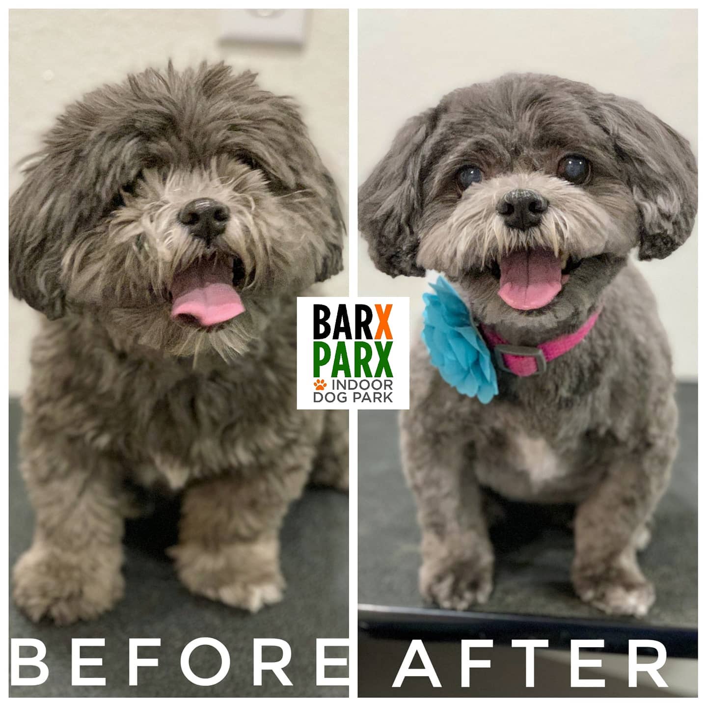 Grooming Before & Afters - Barx Parx