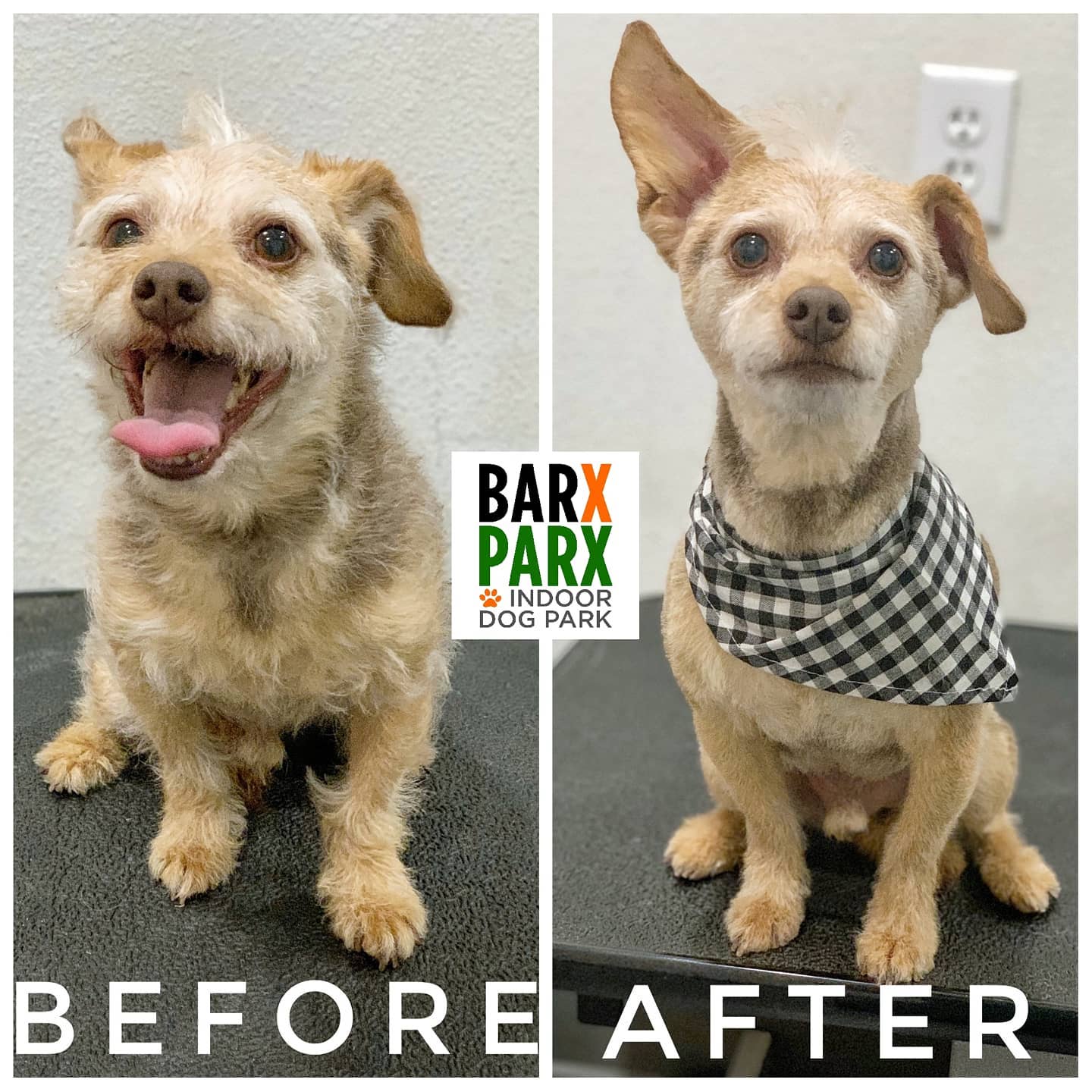 Grooming Before & Afters - Barx Parx