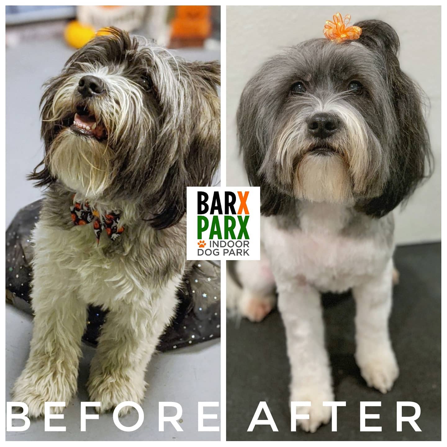 Grooming Before & Afters - Barx Parx
