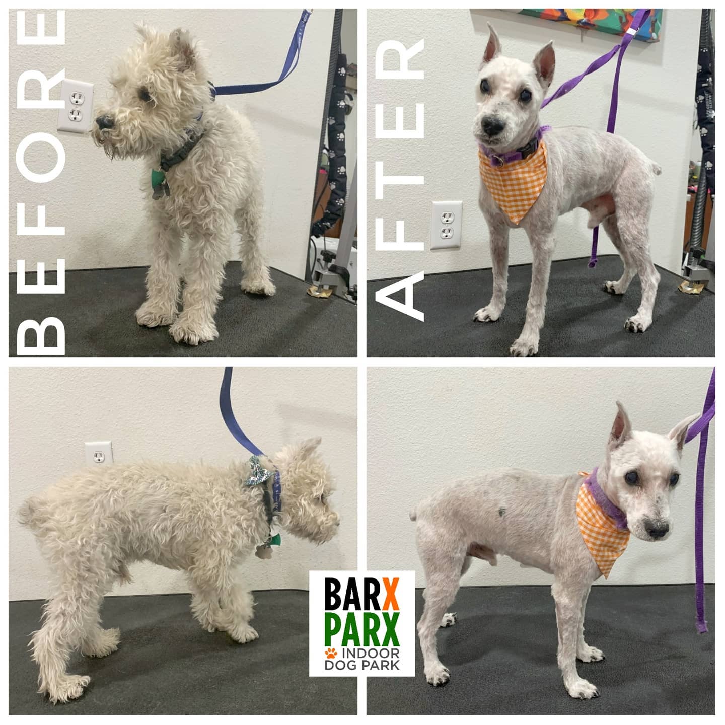Grooming Before & Afters - Barx Parx