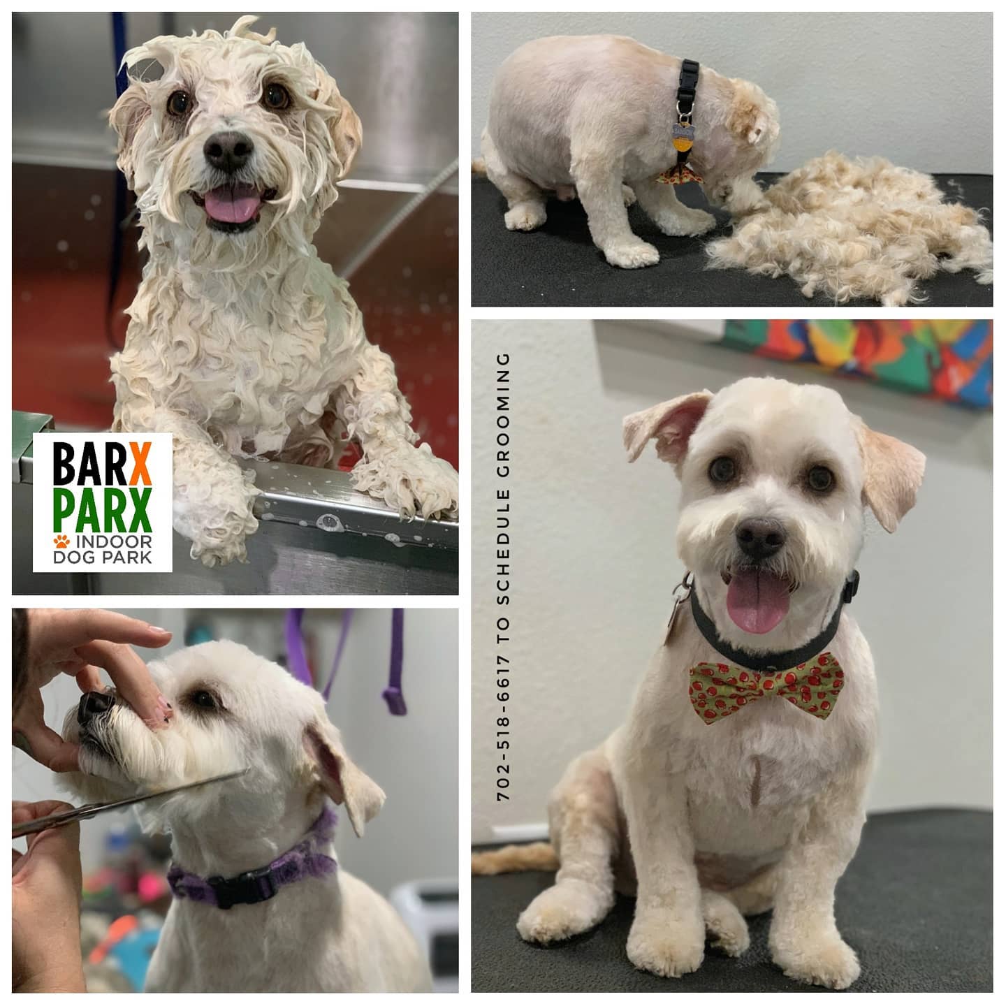 Grooming Before & Afters - Barx Parx
