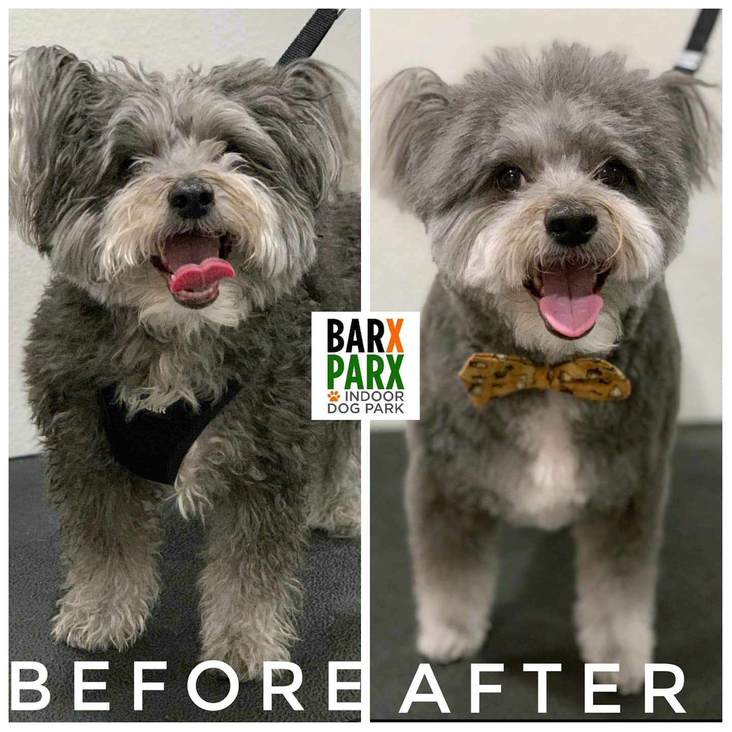 Grooming Before & Afters - Barx Parx