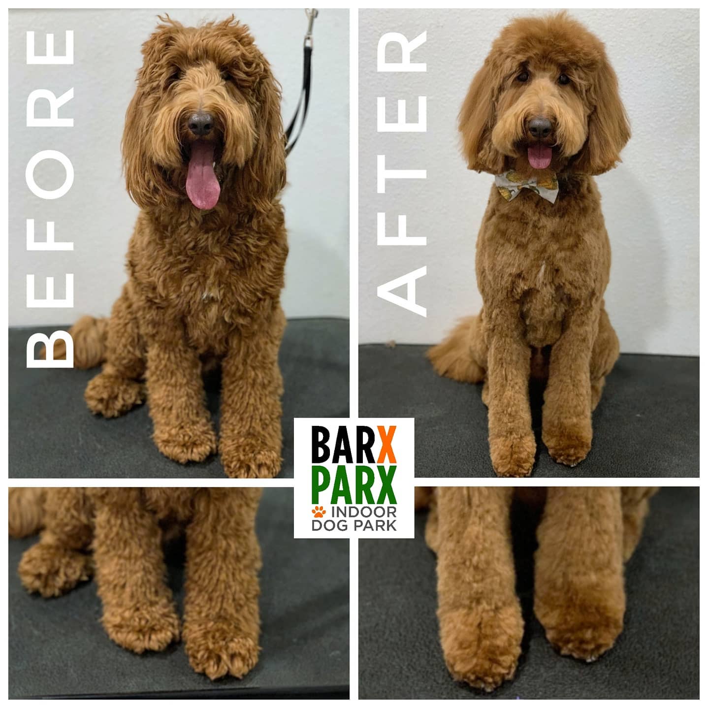 Grooming Before & Afters - Barx Parx