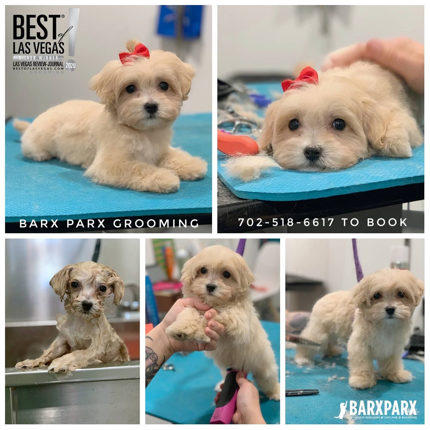 Grooming Before & Afters - Barx Parx