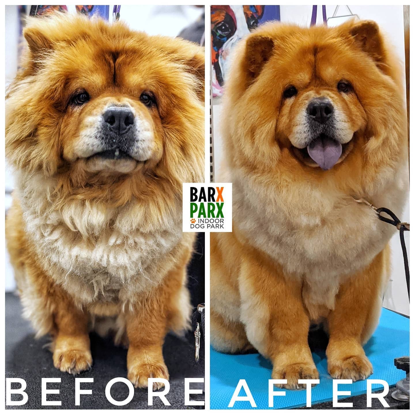 Grooming Before & Afters - Barx Parx