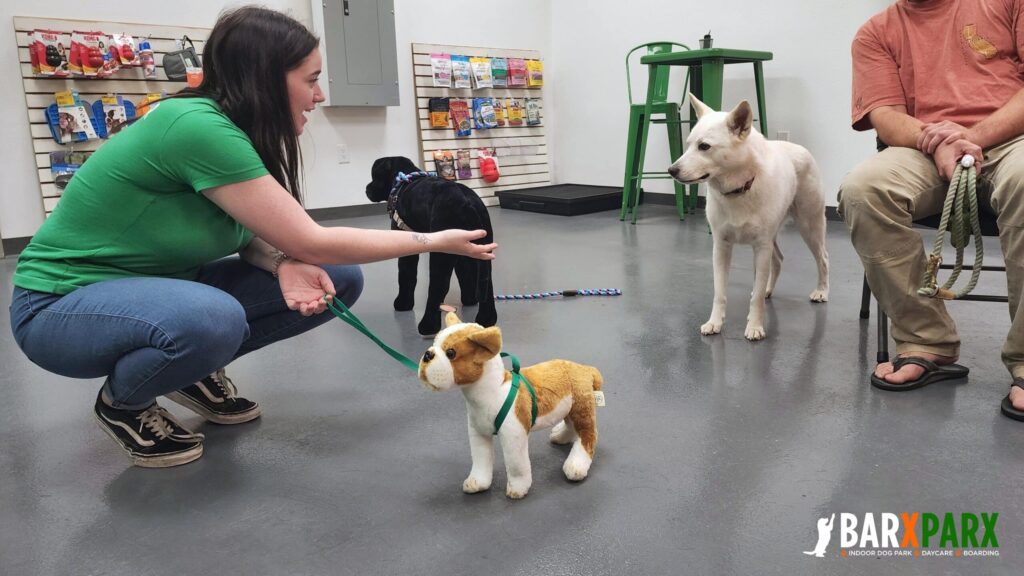 Behavioral Assessments at Barx Parx. What should I expect?