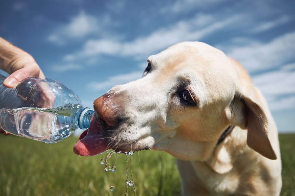 The Hidden Dangers of Alkaline Water for Dogs: What Pet Owners Need to ...
