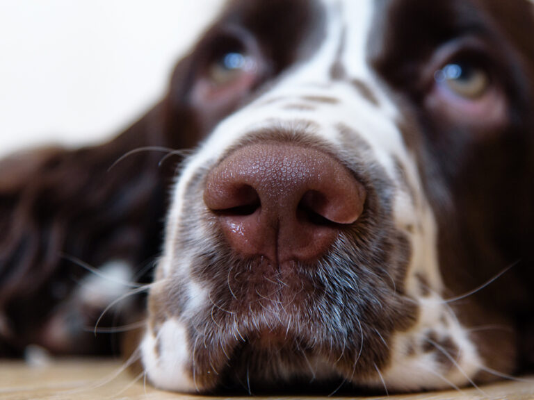 Twelve Fascinating Facts About Dogs’ Sense of Smell - Barx Parx